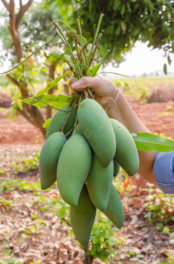 Hold Green Mango in Hand at Garden Stock Image - Image of healthy ...