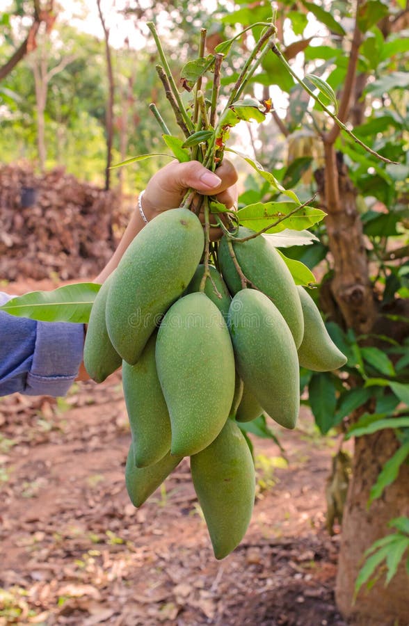 Hold Green Mango in Hand at Garden Stock Photo - Image of mango, branch ...