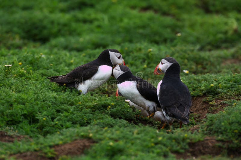 Puffin Cuddle Stock Photos - Free & Royalty-Free Stock Photos from ...