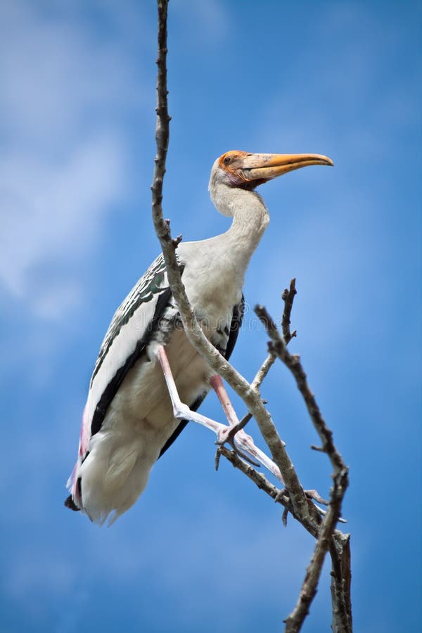 Hold Tight stock image. Image of wildlife, stork, nature - 17584221