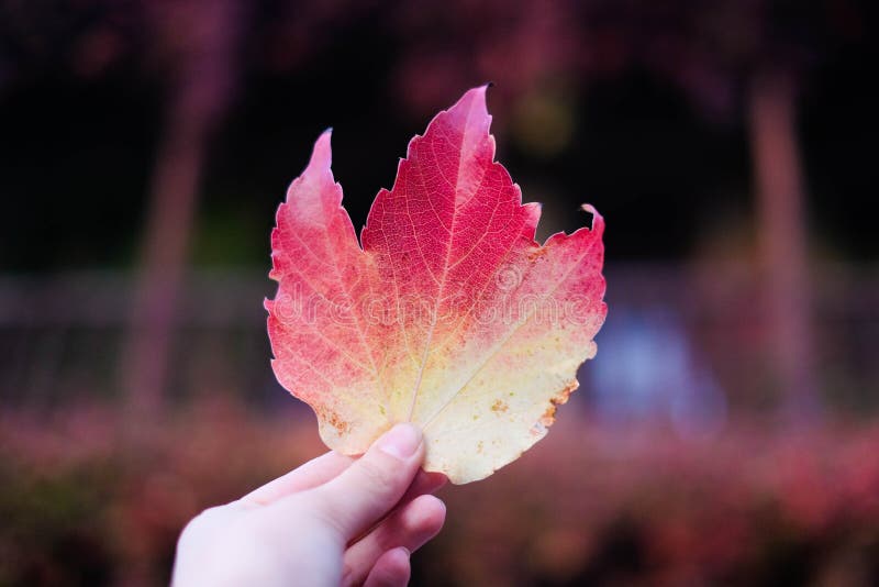 Autumn leave in hand stock image. Image of autumn, hand - 103136963