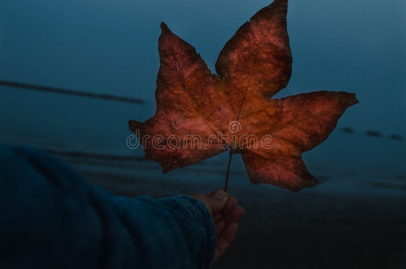 Holding an Autumn Leaf on a Beach. Fall Season. Stock Photo - Image of ...