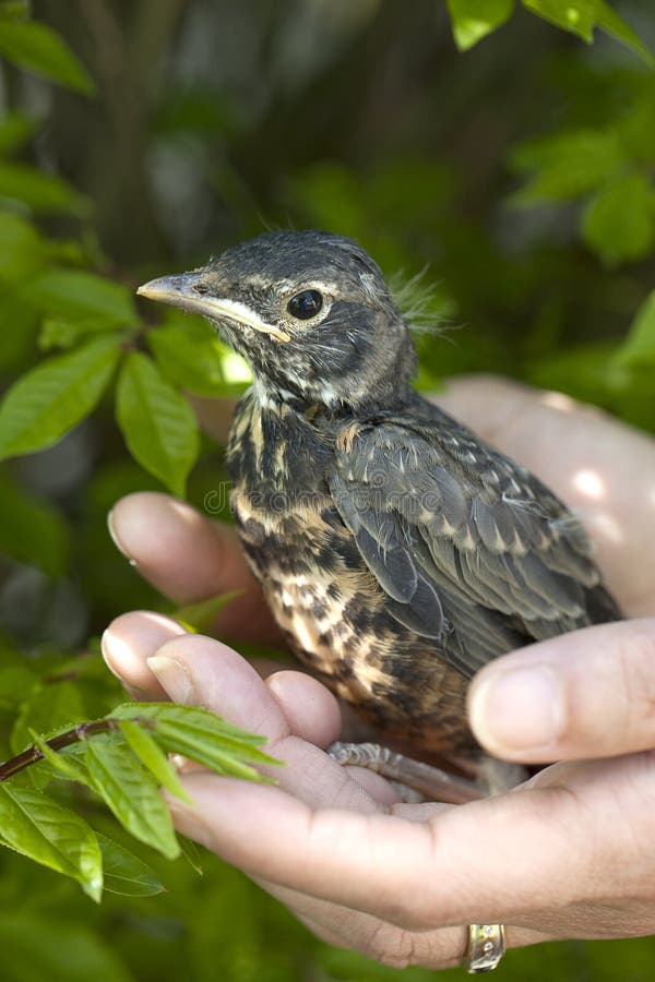 Holding a Baby Robin in Trouble. Stock Photo - Image of little, wild ...