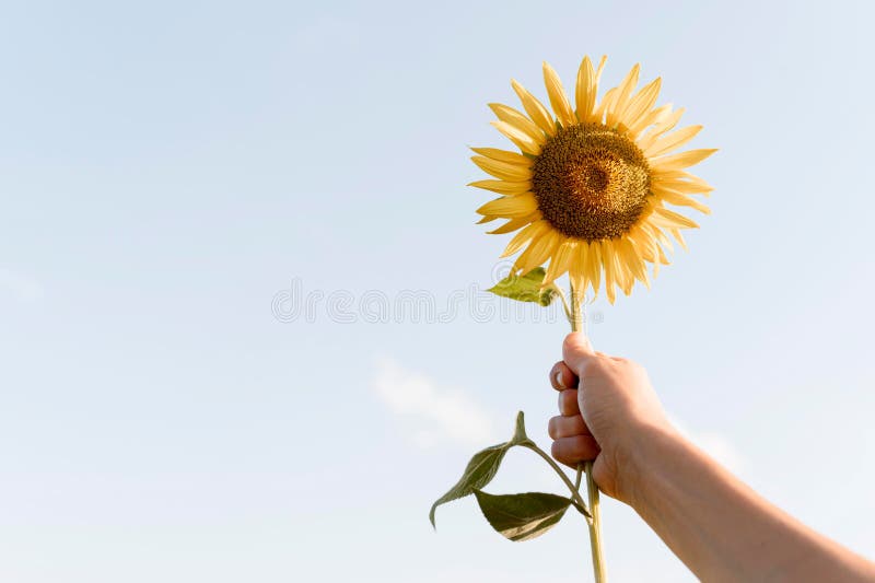 Holding Beautiful Sunflower in Hand Stock Image - Image of agriculture ...