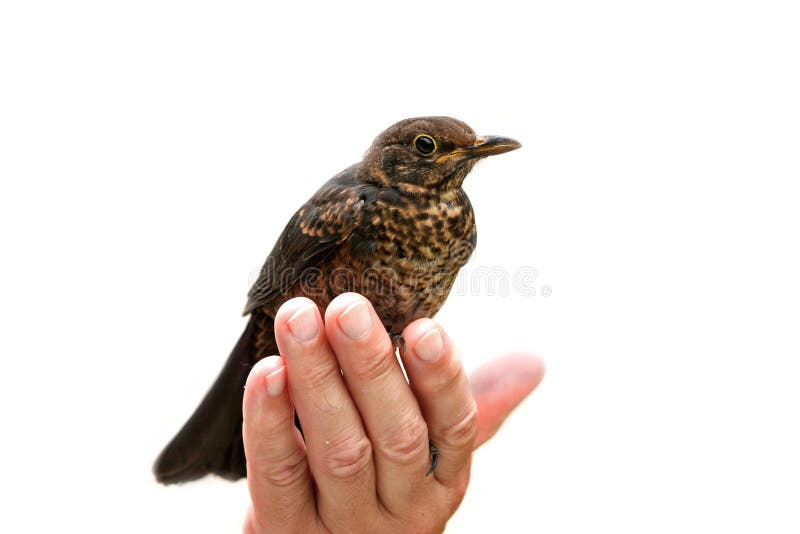 Holding a bird stock photo. Image of hold, starling, fondle - 1142760