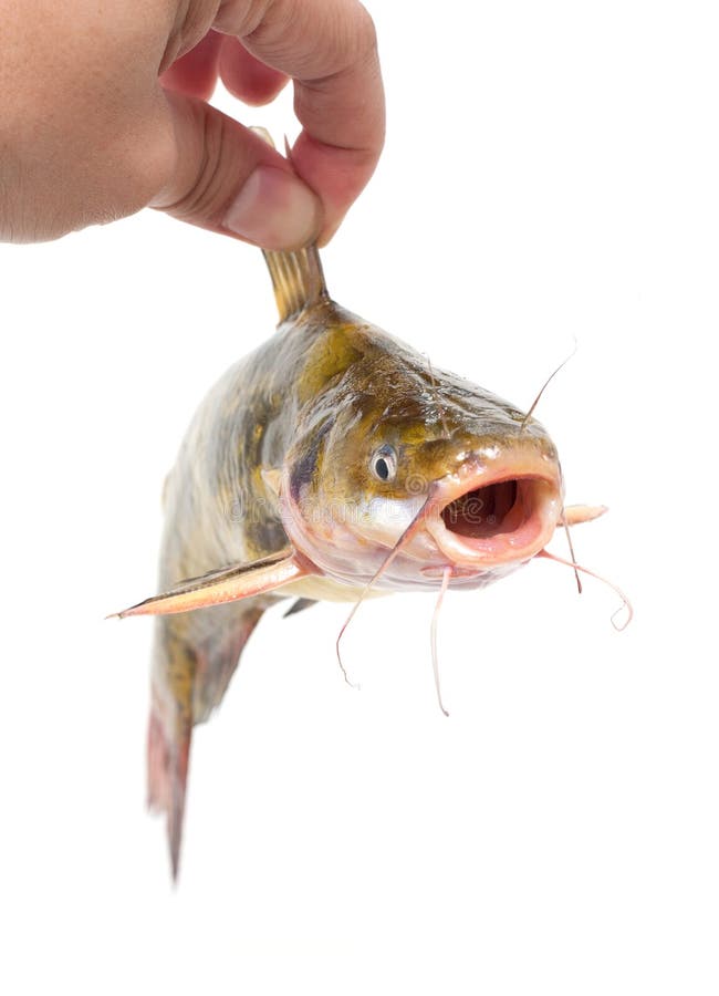 Catfish Isolated stock image. Image of food, cook, black - 8883603