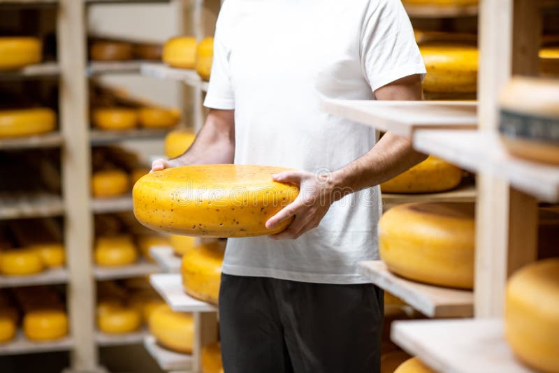 Holding Cheese Wheel at the Storage Stock Image - Image of maturing ...
