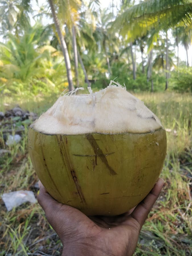 Holding Coconut after Drinking it Stock Photo - Image of soil, mushroom ...