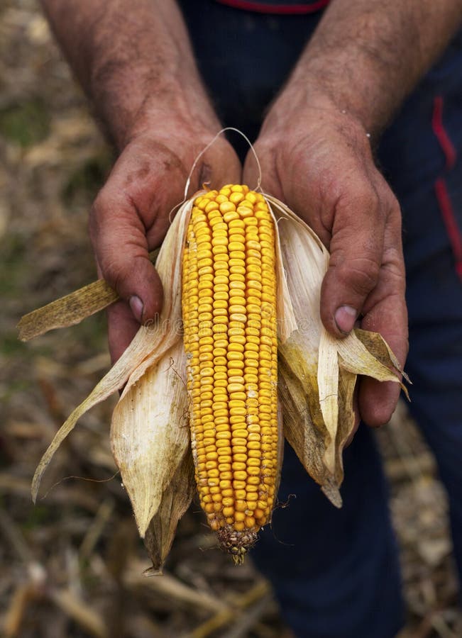 Holding corn maize ear stock photo. Image of food, modified - 34575818
