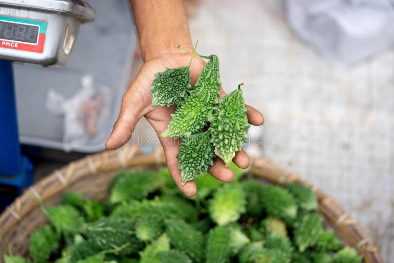Holding Corolla vegetables stock photo. Image of shrub - 249434354