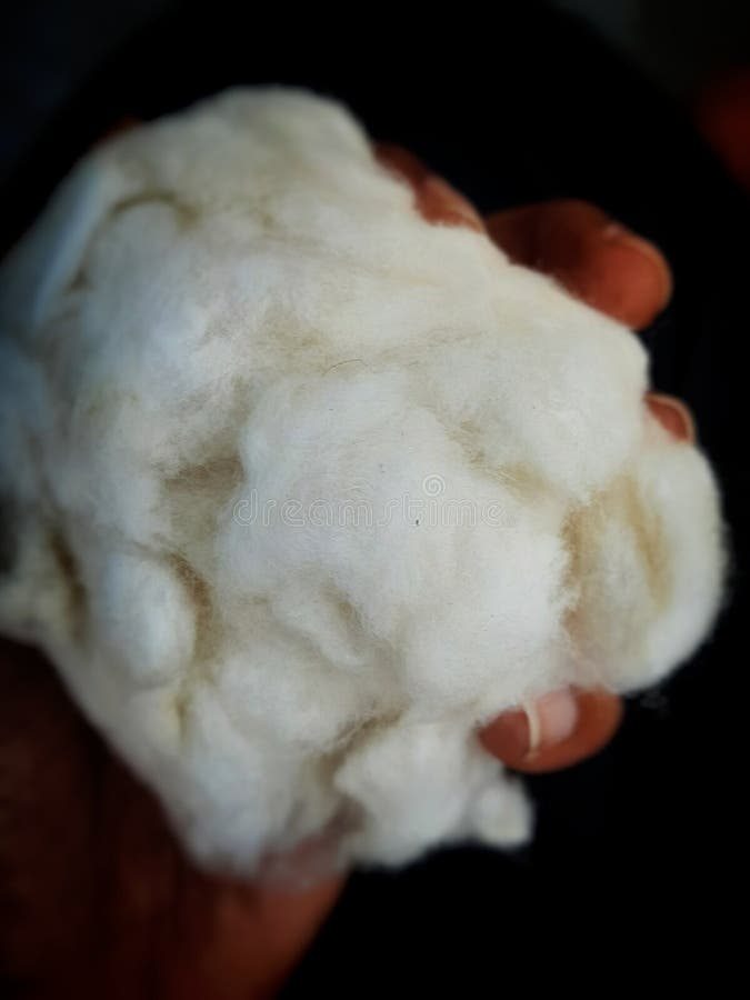 Holding cotton in hand stock photo. Image of baking - 205630656