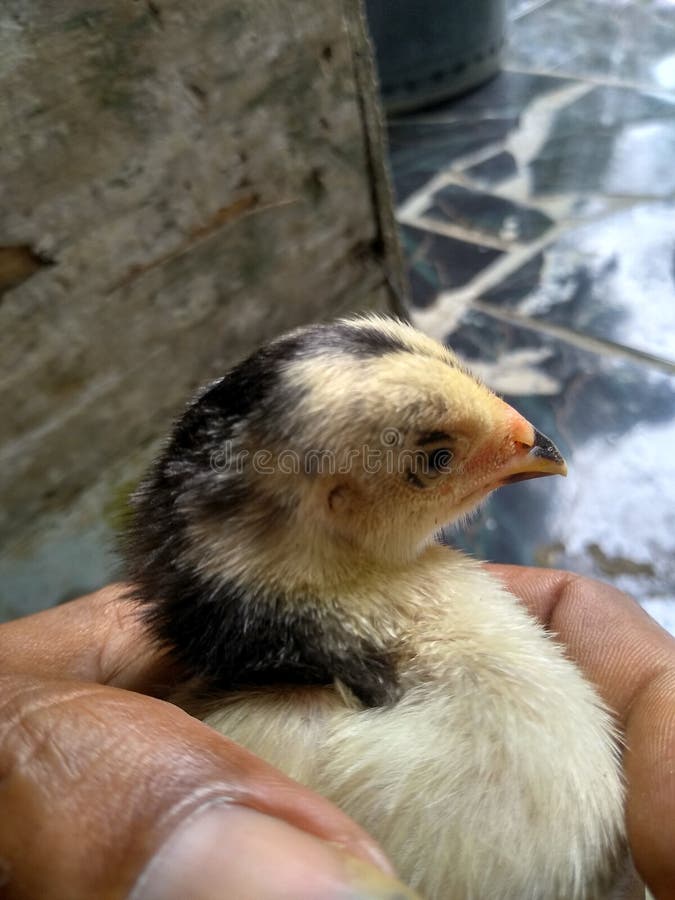 Holding cute chicks stock image. Image of black, holding - 207857253