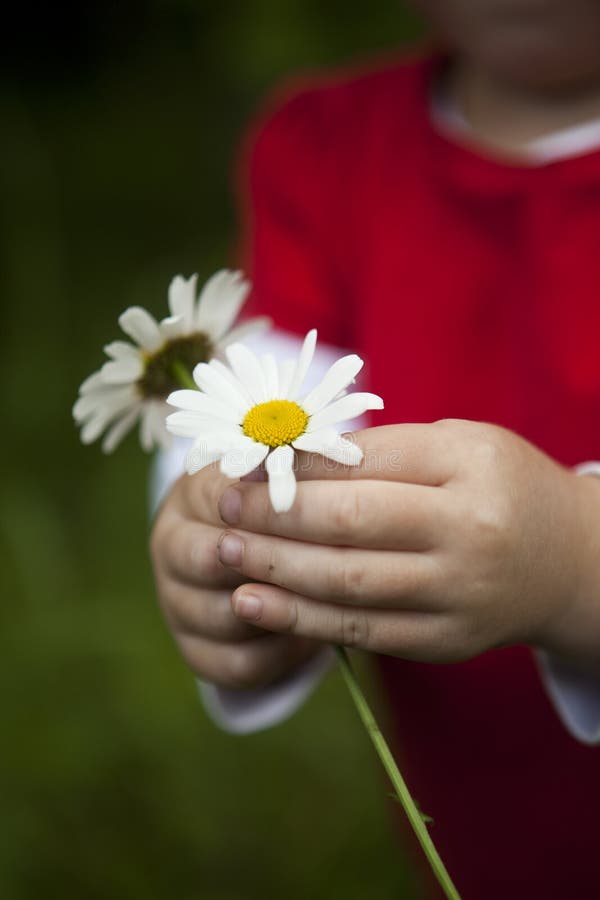 Holding a Daisy stock photo. Image of guardening, macro - 10553114
