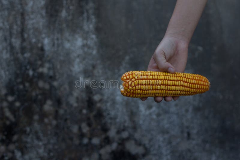 Holding an Ear of Corn in Hand Stock Image - Image of background, maize ...