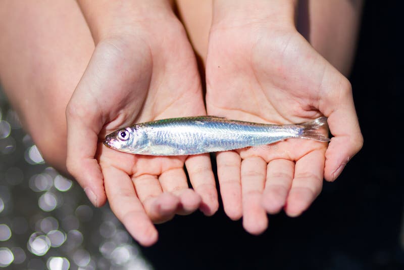 Holding the fish stock image. Image of winter, beginning - 86111735