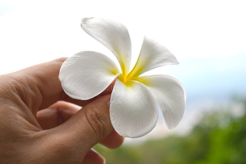 Frangipani Flowers and Leaf Frame on White Wood Floor Background Stock ... Frangipani Flowers and Leaf Frame on White Wood Floor Background Stock ...
