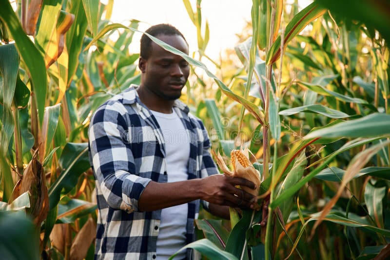Holding Fresh Corn. Young Black Man is Standing Stock Image - Image of ...