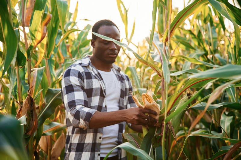 Holding Fresh Corn. Young Black Man is Standing Stock Photo - Image of ...