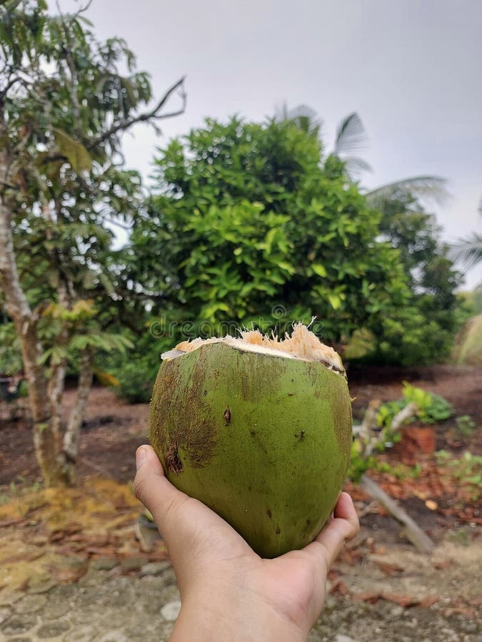 Holding a Fresh Young Coconut: Ready for Drinking Stock Image - Image ...