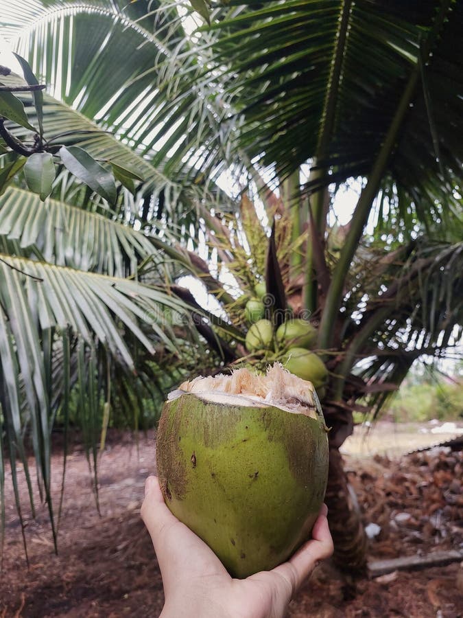 Holding a Fresh Young Coconut: Ready for Drinking Stock Photo - Image ...