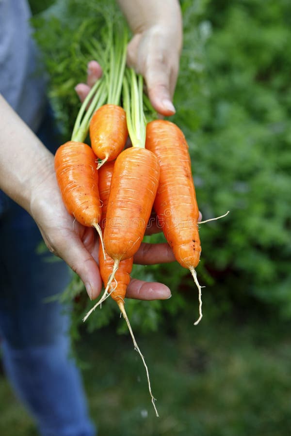 Holding Freshly Picked and Cleaned Carrots Stock Image - Image of ...