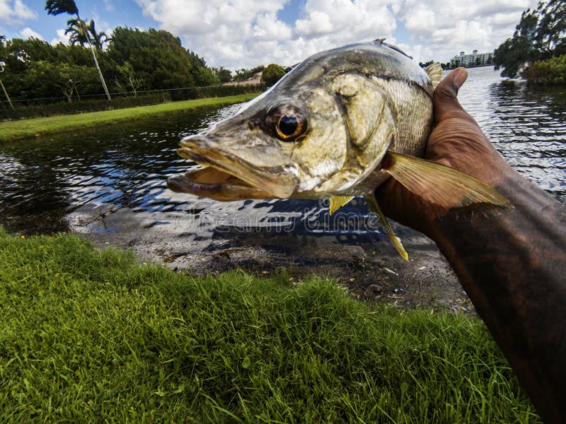 1,208 Snook Stock Photos - Free & Royalty-Free Stock Photos from Dreamstime