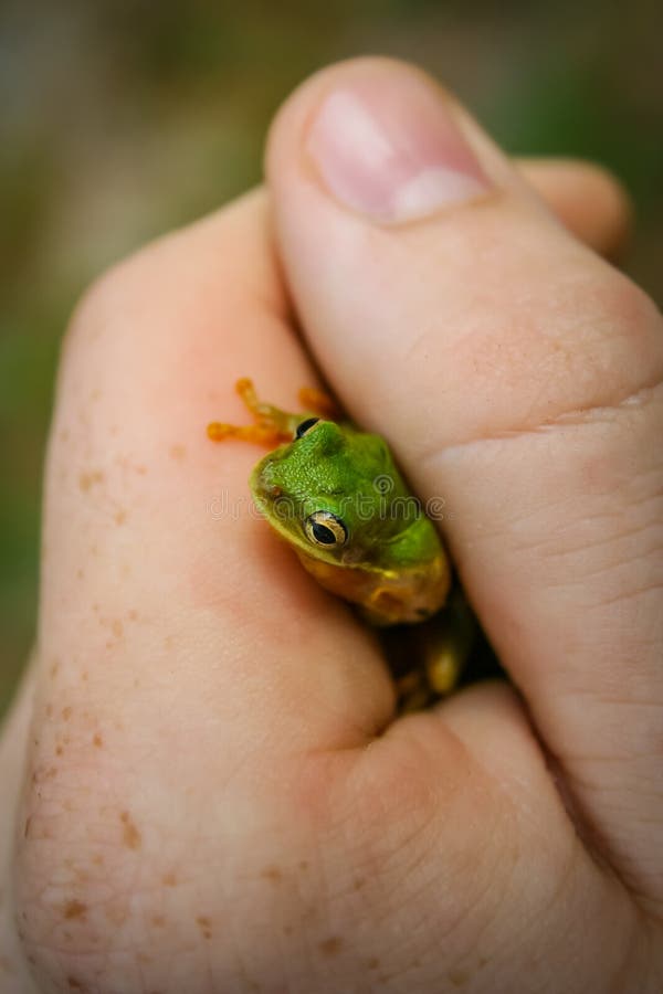 Holding a Frog stock photo. Image of amphibian, hand - 102509398