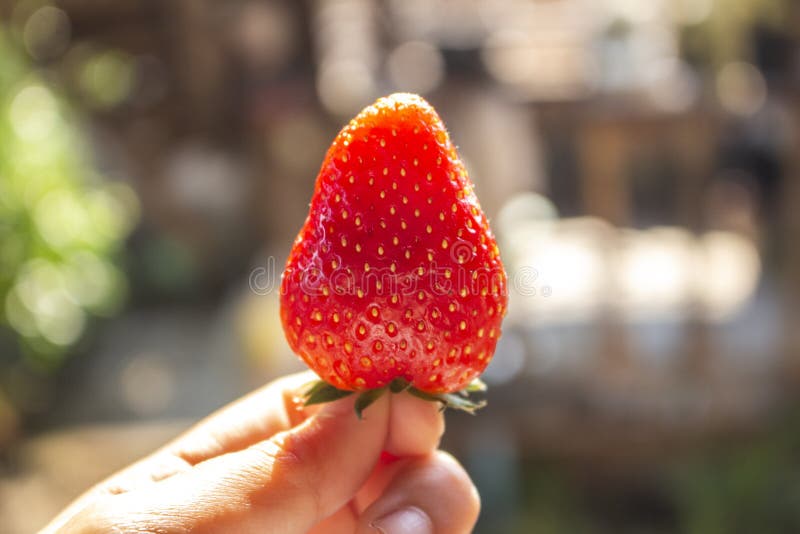Catch Holding Strawberry Fruit Closeup Stock Photo - Image of gardening ...