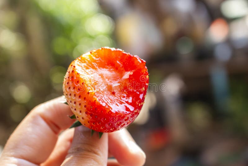 Catch Strawberry Closeup Bite Marks Stock Image - Image of farm, fruit ...