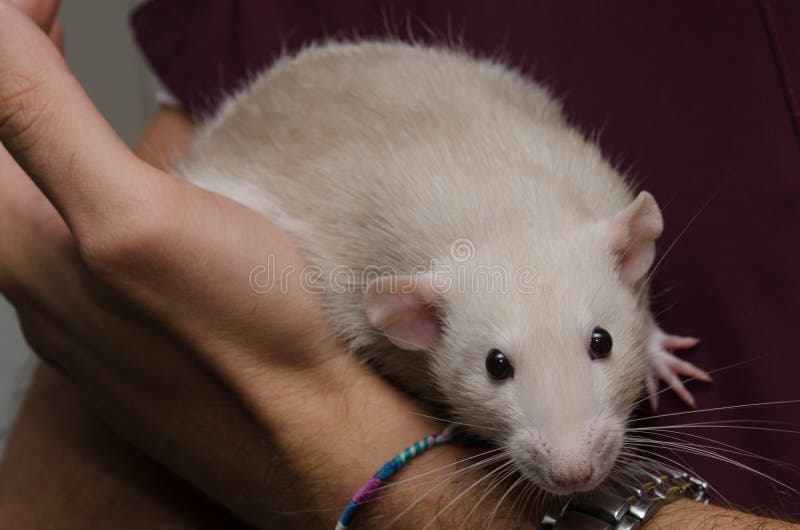 Holding a Gentle Rat in Hands Stock Photo - Image of white, hand: 50398834