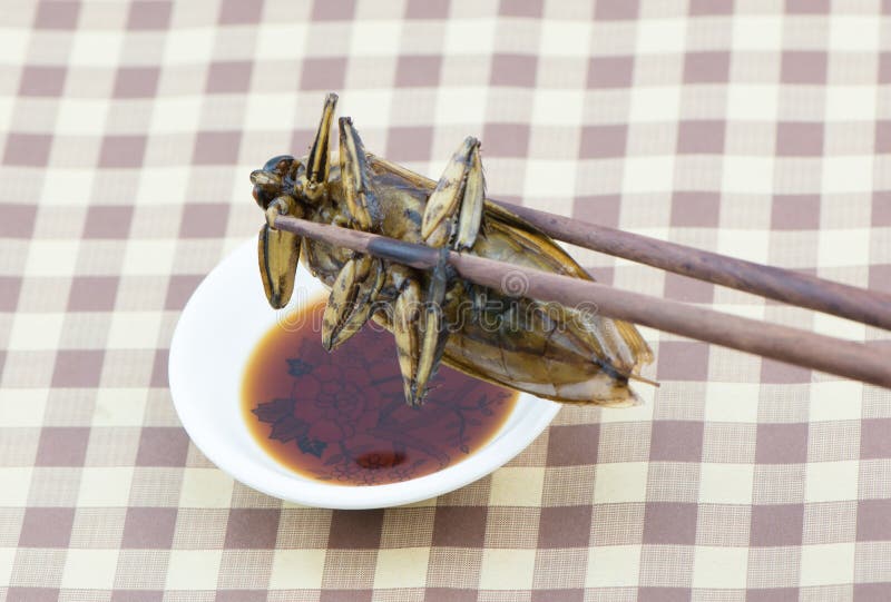 Holding Giant Water Bug Chopsticks Stock Photos - Free & Royalty-Free ...