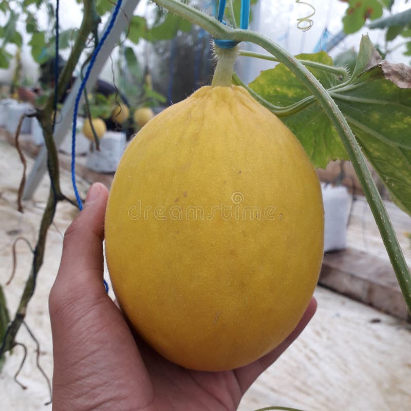 Golden Melon at Fruit Market Stock Image - Image of berry, strawberry ...
