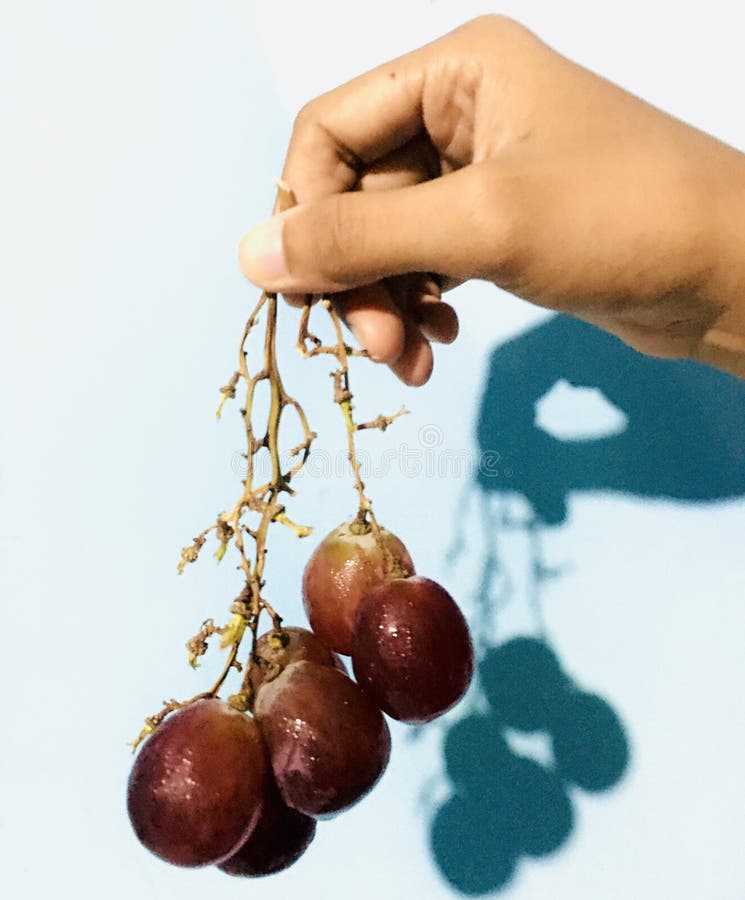 Holding grapes stock photo. Image of hand, grapes, shadow - 209949944