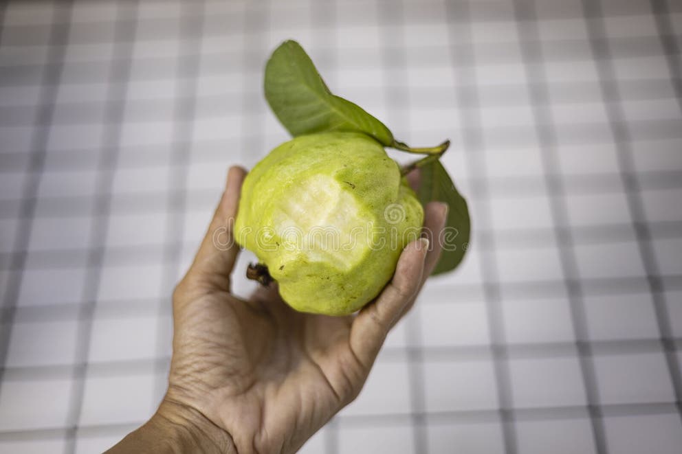 Holding a Green Guava in Hand Stock Image - Image of branch, guavas ...