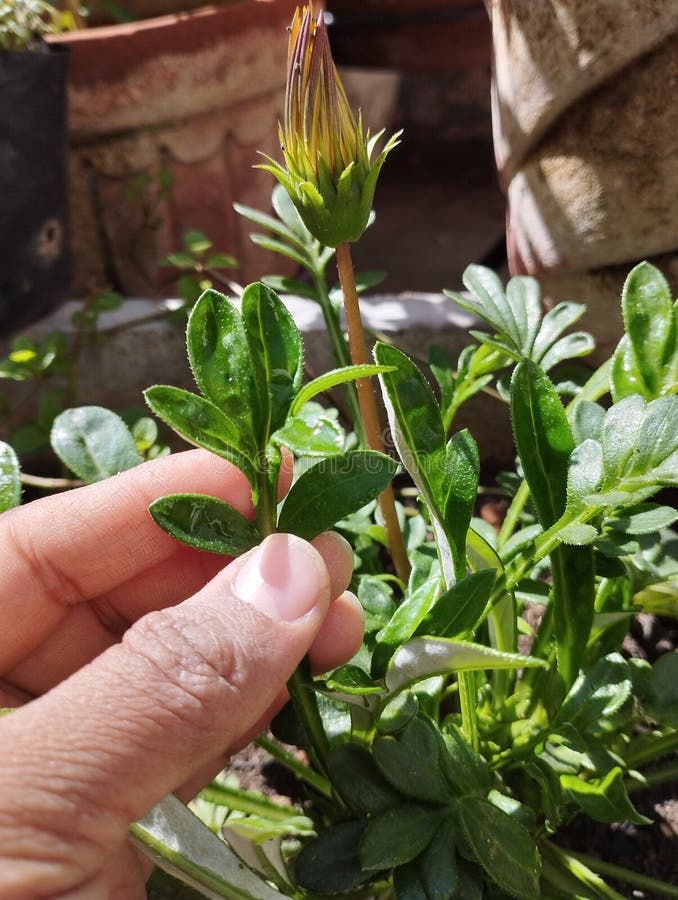 Holding Green Leave with Garden Background Stock Photo - Image of shrub ...