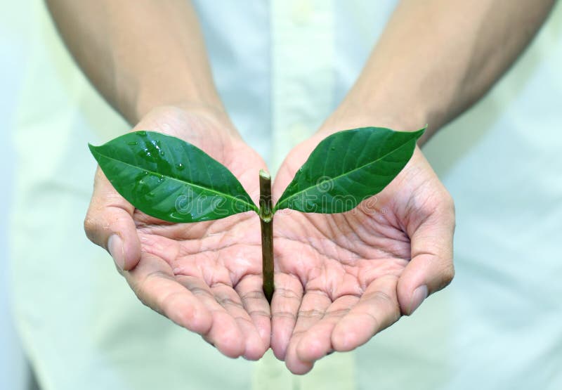 Holding Green Plant in Hand Stock Photo - Image of development, green ...