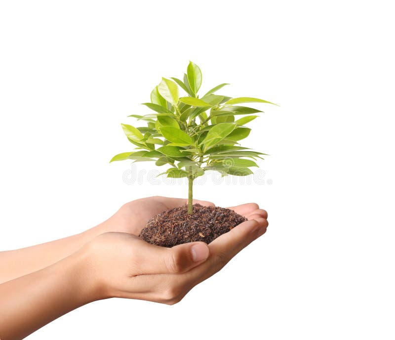 Holding Green Plant in Hand Stock Photo - Image of branch, isolated ...