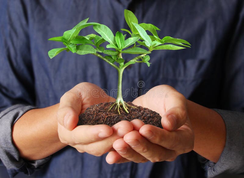 Holding Green Plant in Hand Stock Photo - Image of isolated, branch ...