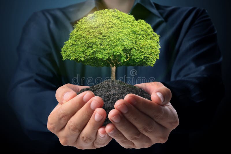 Green tree in hand stock image. Image of agriculture - 31138055