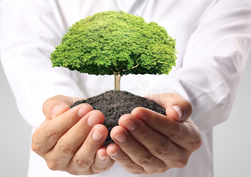 Green tree in hand stock image. Image of agriculture - 31138055