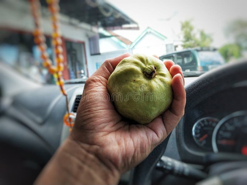 Holding guava in the car stock photo. Image of nature - 173543920