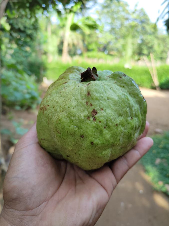 Holding Guava Types Crystal Stock Photo - Image of flower, berry: 276739376