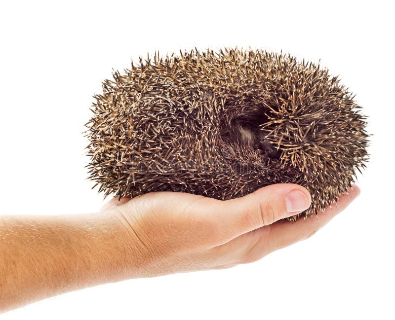 Hedgehog Rolled Ball Stock Photos - Free & Royalty-Free Stock Photos ...