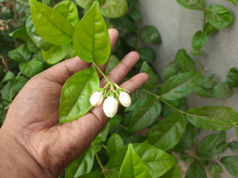 Holding jasmine flower stock image. Image of agriculture - 281381779