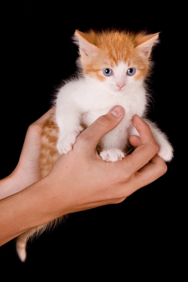 Holding a kitten stock image. Image of young, adorable - 7008417