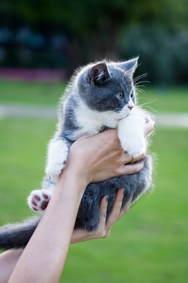 Her hands holding a kitten stock photo. Image of hands - 79406822