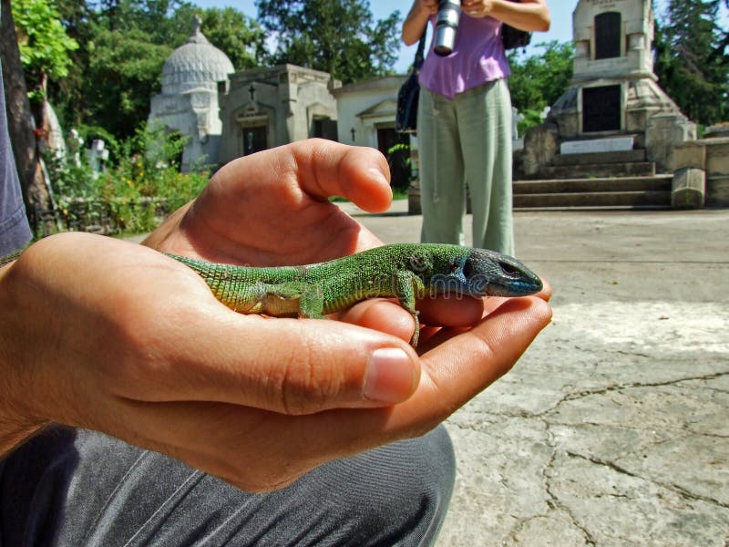 Holding a Lizard in Hands with Care Stock Photo - Image of scale, small ...