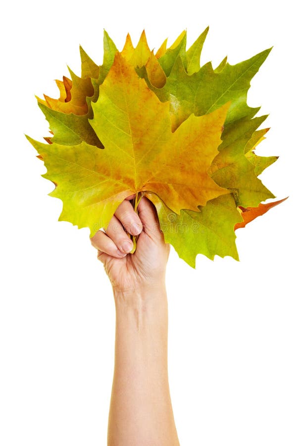 Many Maple Fall Colored Leaves Stock Image - Image of bright, closeup ...