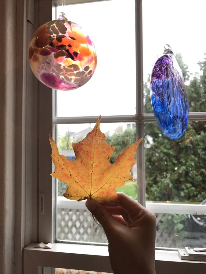 Holding Maple Leaf Next To the Window. Stock Photo - Image of ...