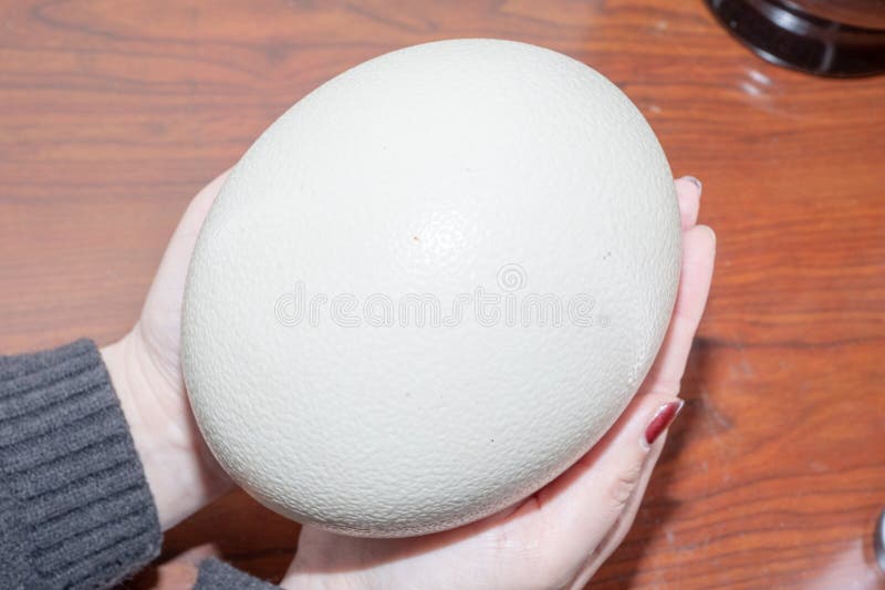 Holding Ostrich Egg in Hand,the Egg of the Ostrich is the Largest of ...